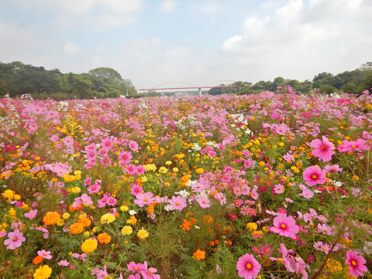 埼玉のおすすめ道の駅：人気の施設一覧 - おすすめ旅行を探すならトラベルブック(TravelBook)