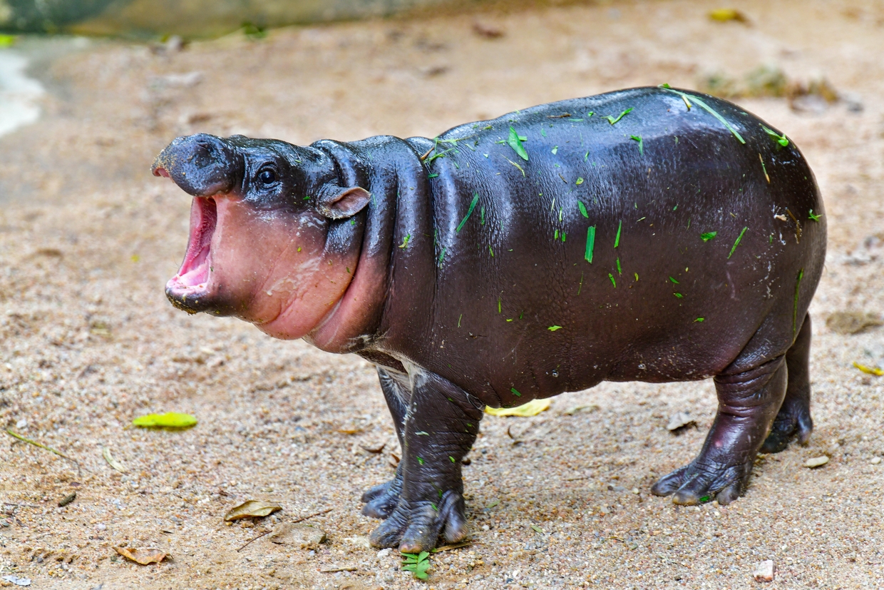 【2025年8月最新】カオキアオ動物園の魅力を徹底解剖！パタヤ観光 行き方から見どころまで - トラブルブック